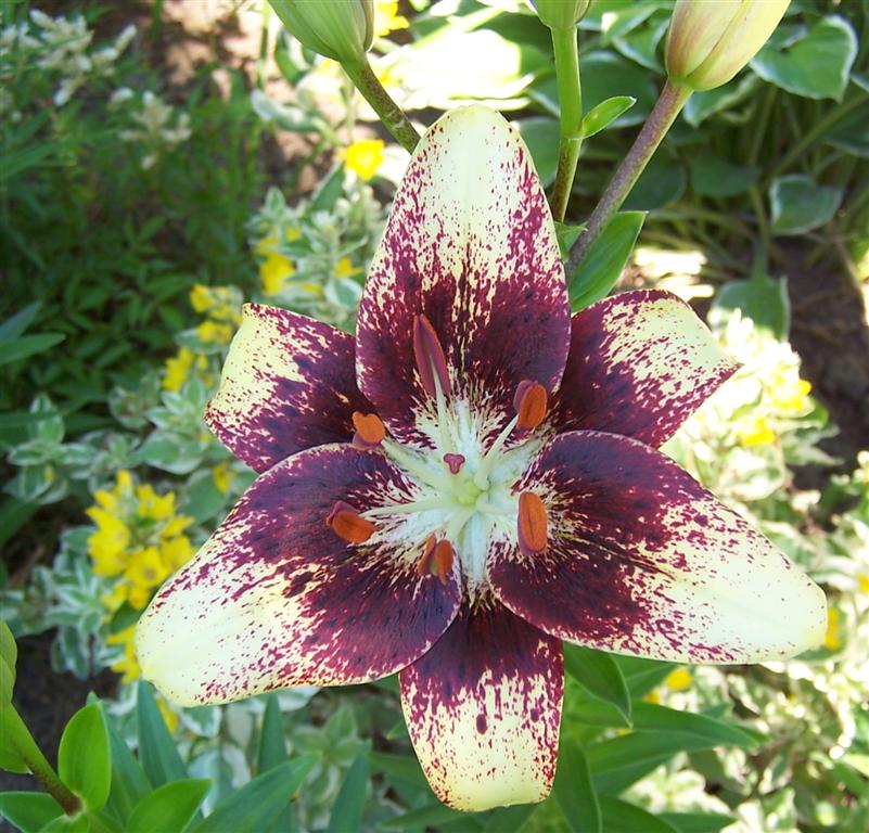 Perennial Passion: Tango Lilies
