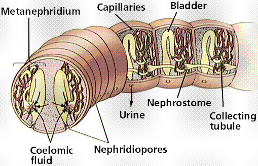 excretion and osmoregulation: Introduction