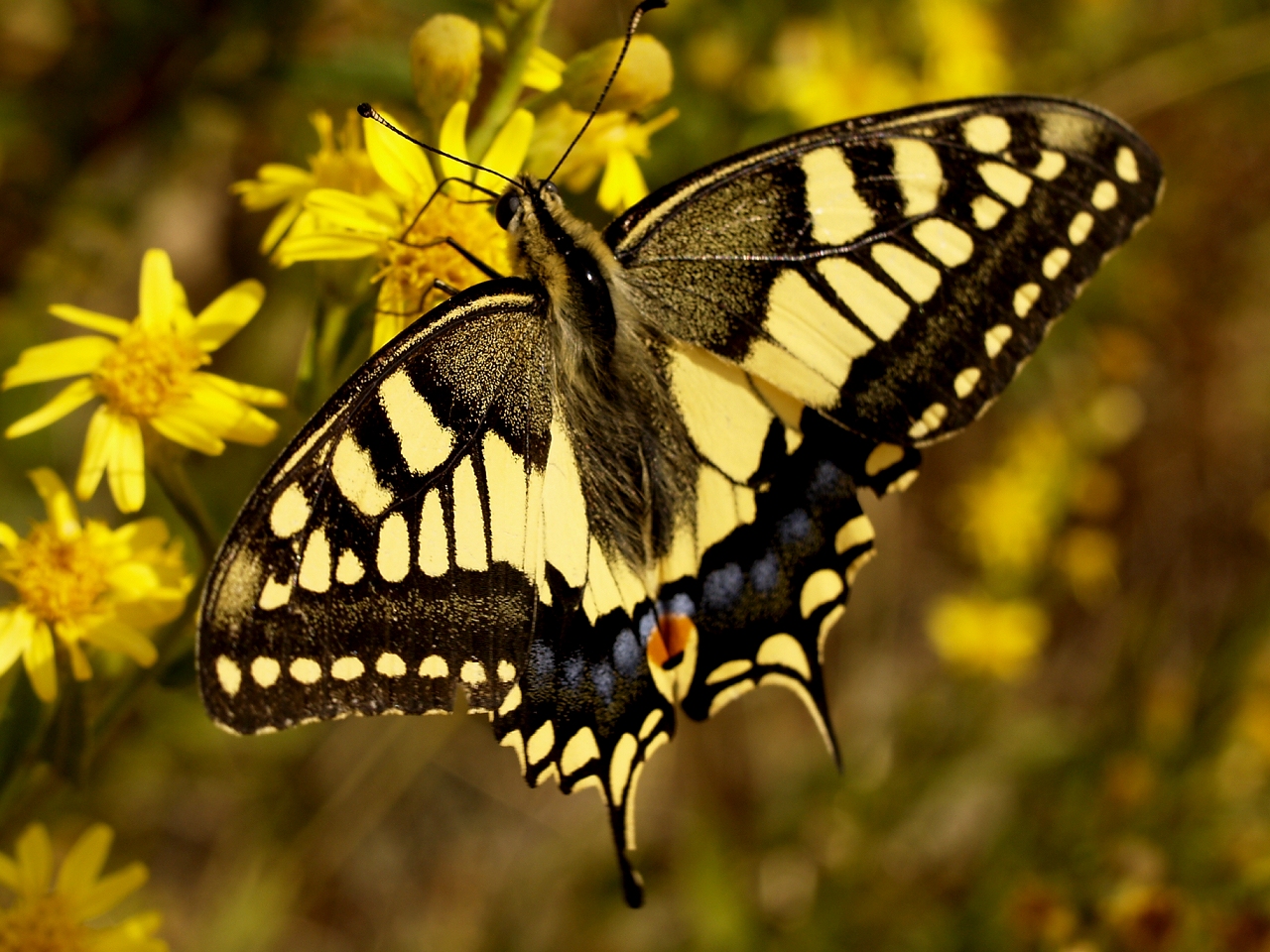 Escola de naturalistes: Les papallones