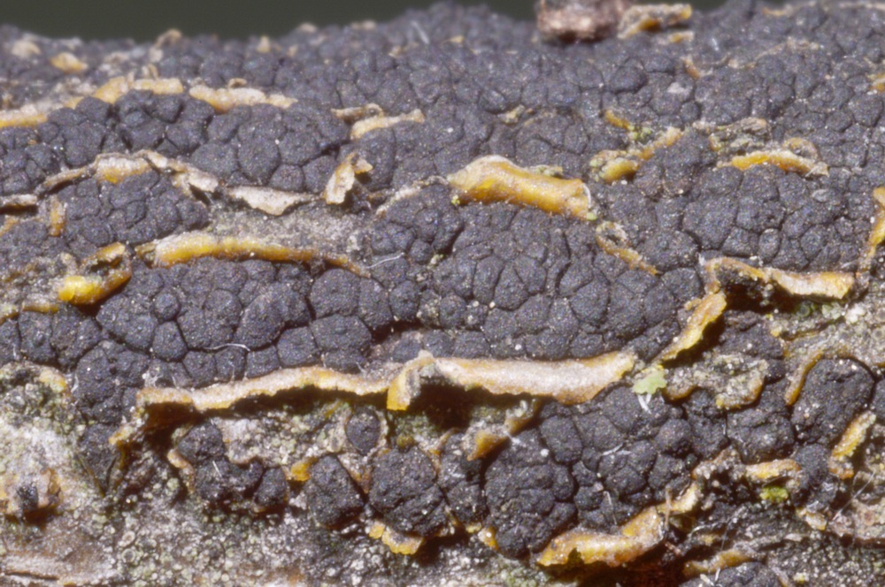 Camarosporidiella laburni, Orden Pleosporales, Ascomycota