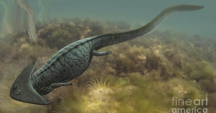 Mundo Pré-Histórico: Diplocaulus, o anfíbio com cabeça de bumerangue