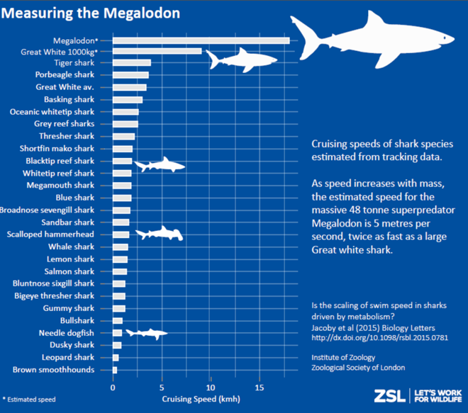 Conservation Daily: Cruising speed of ancient Megalodon revealed