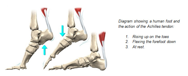 Bigfoot Week: Bigfoot Anatomy - Foot Theory