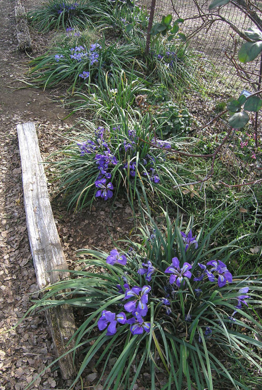 World of Irises: The Winter Flowering Iris Unguicularis