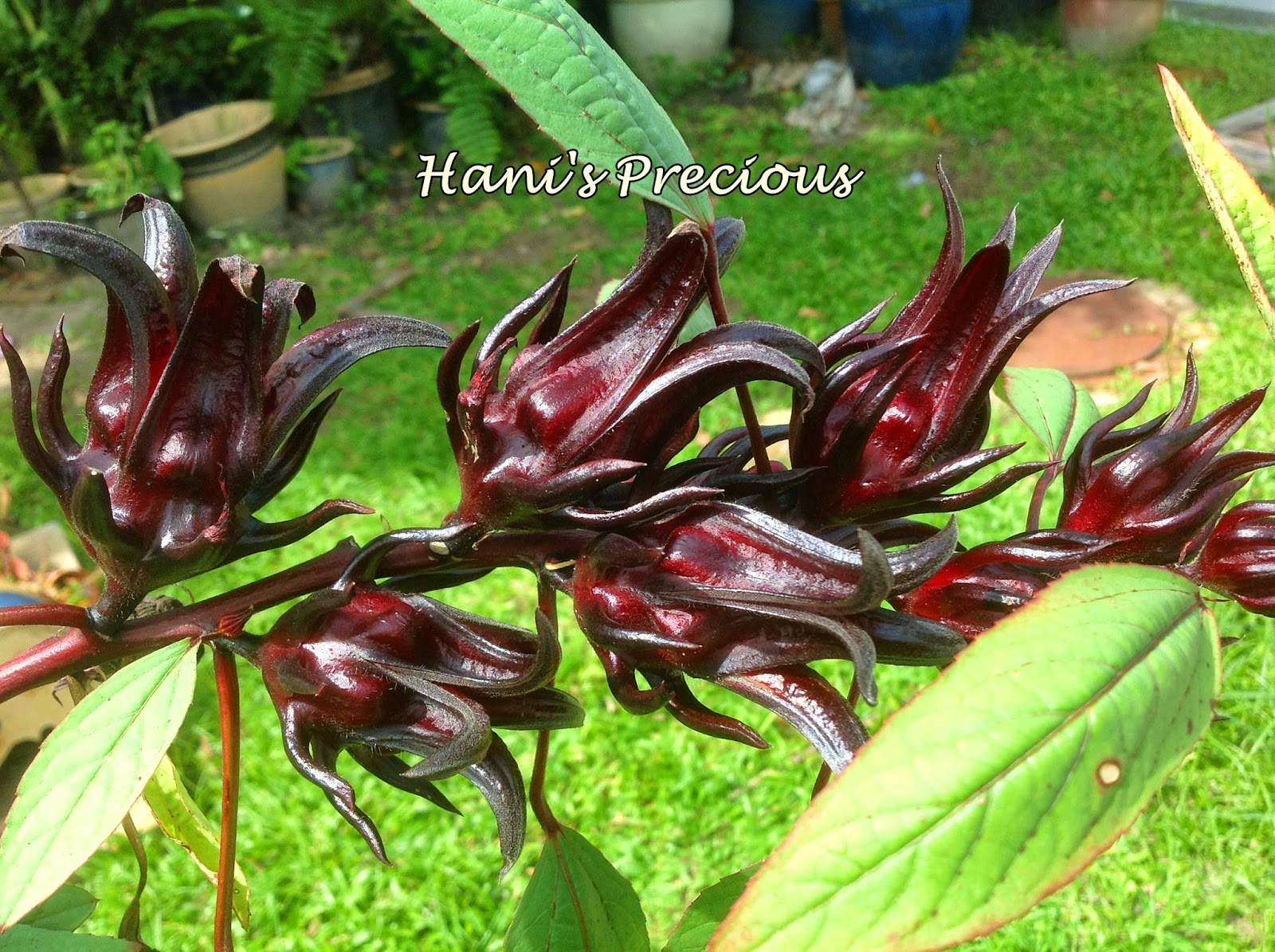 Hani's Precious: Buah Rosella @ Ribena