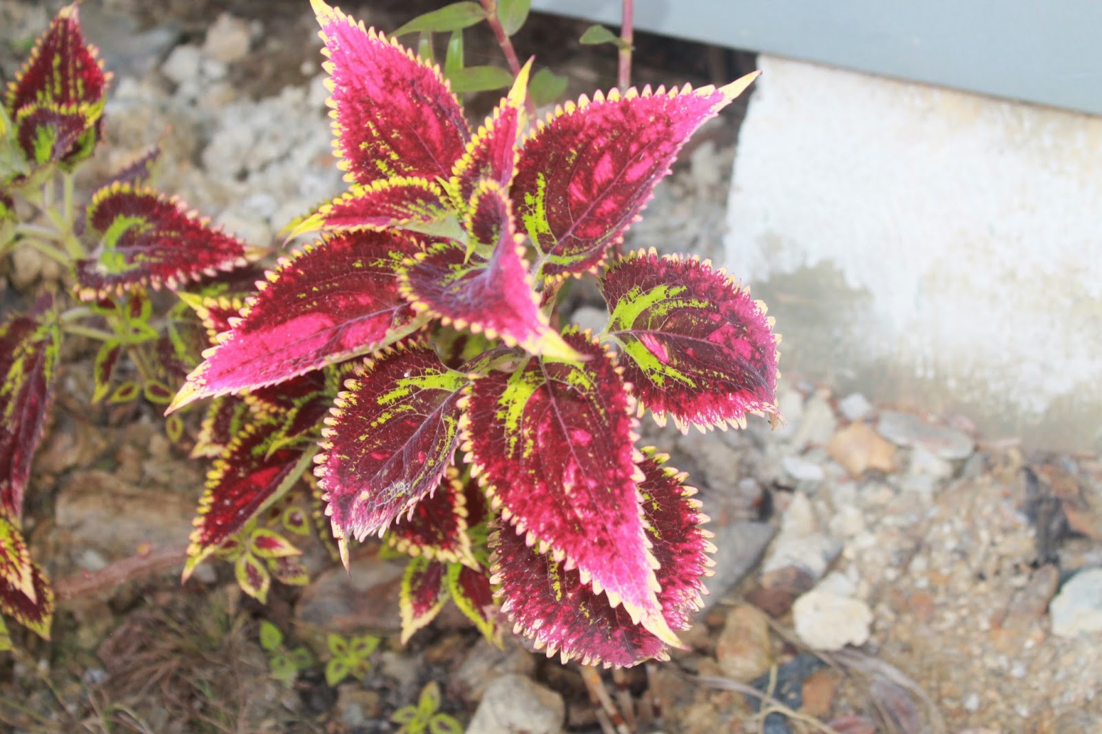 Bunga Papua Terlengkap | Budaya Papua