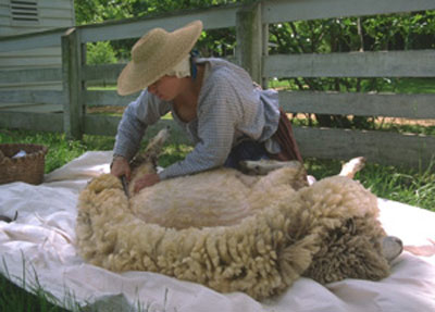 Electric Sheep Shears: How to Hand-Shear a Sheep