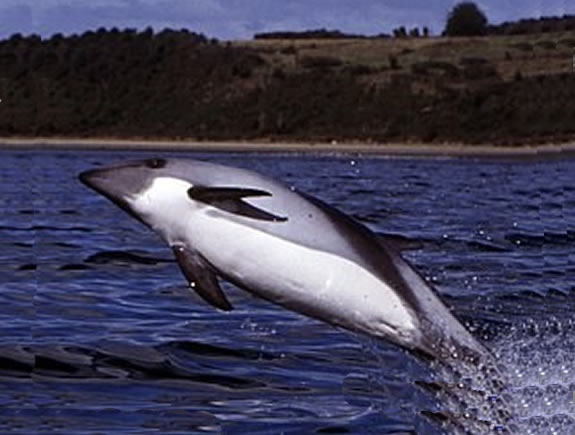 Parque Nacional Bernardo O´Higgins: Fauna P.N. Bernardo O´Higgins