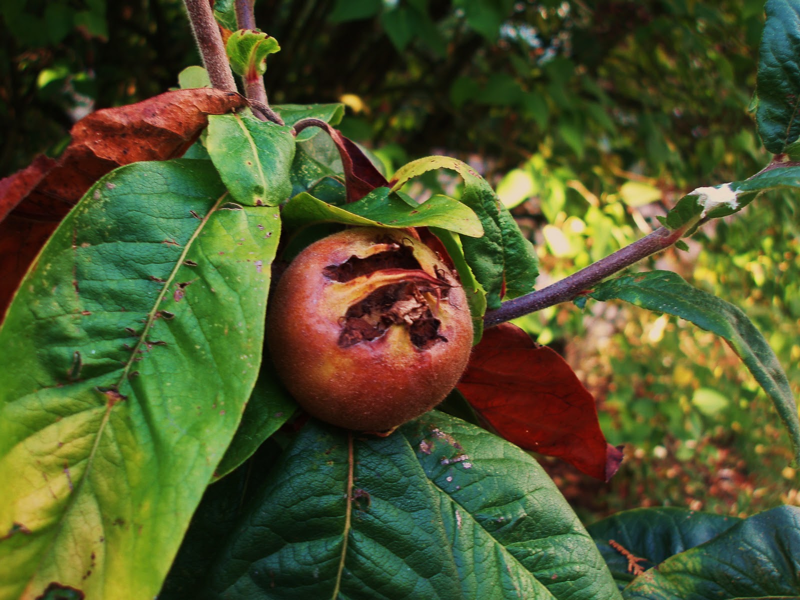 A Portrait of the Artisan: Bletting the medlars