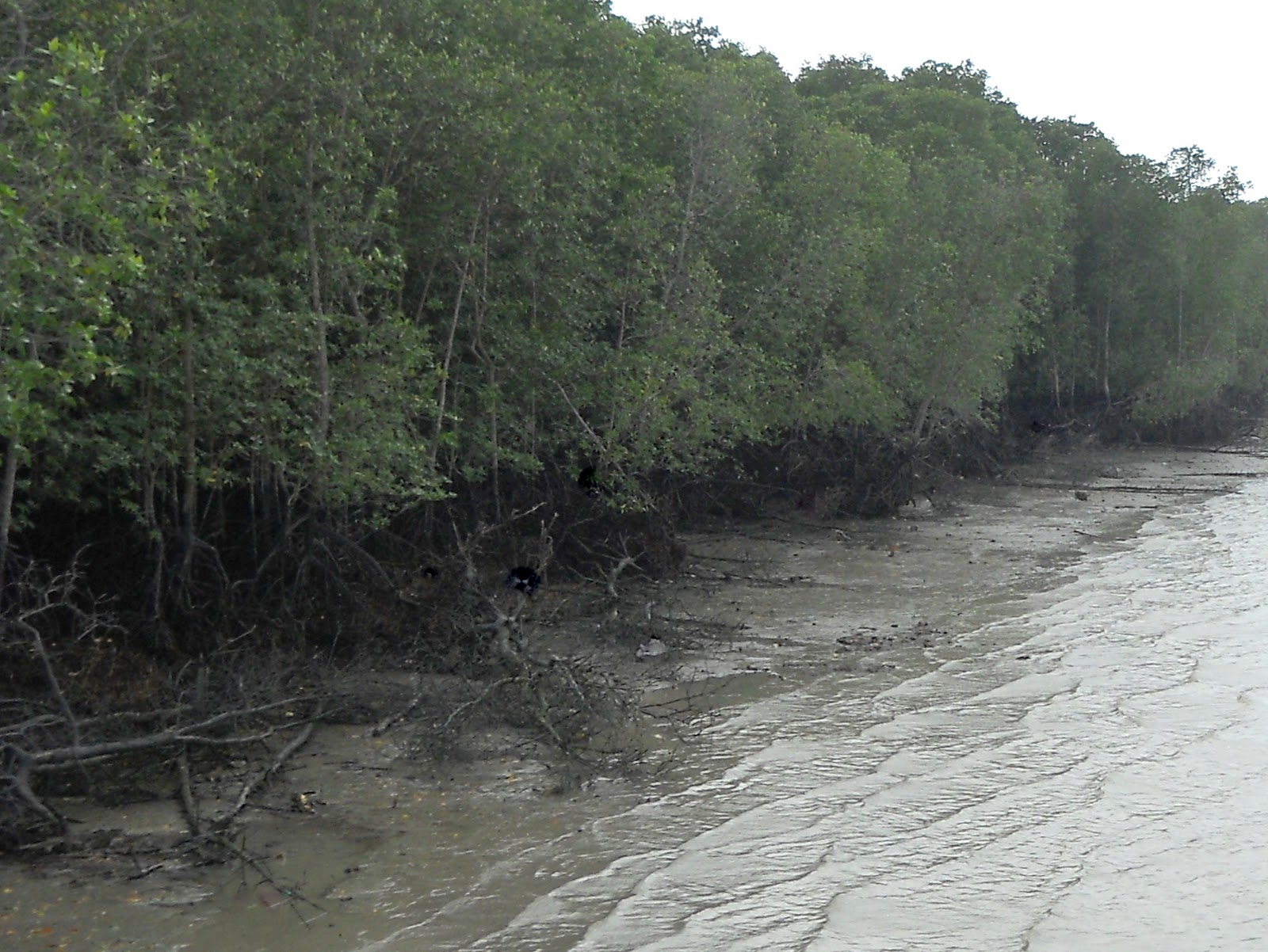 Adaptations of Mangrove Trees