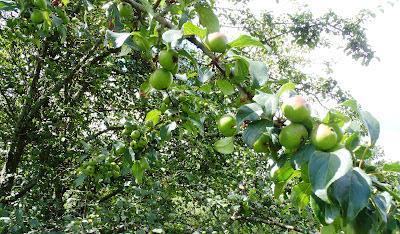 The Urbane Forager: Bolton's Bench Apple Trees