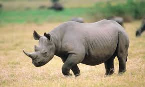 El rinoceronte: El rinoceronte