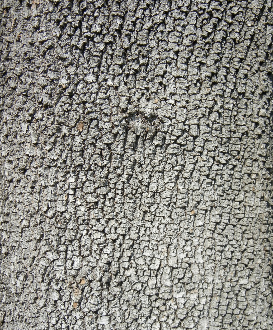 A photo, A thought............: Observation: Incredible bark patterns
