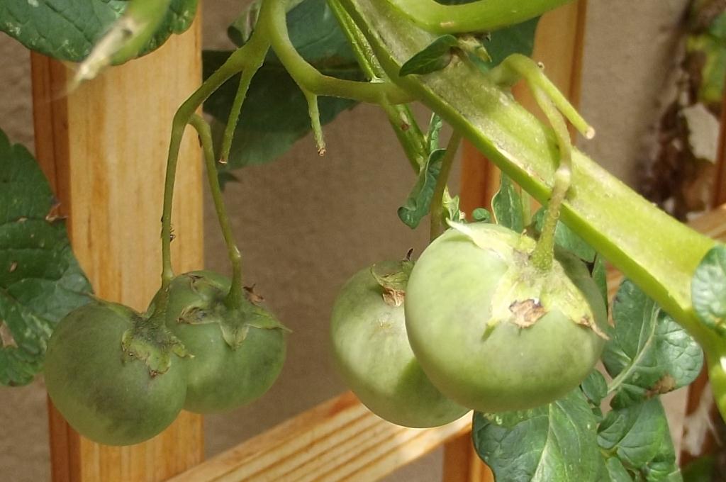 Roots 'n' Shoots: Potato: How To Grow - Vegetable of the Month