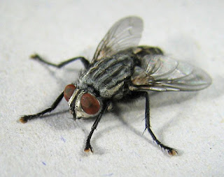 Sinek - Çok İlginç Bilgilerin Portalı