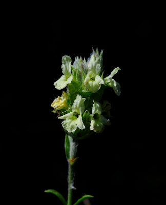 Paseos por la naturaleza: Sideritis hyssopifolia. Te de monte.
