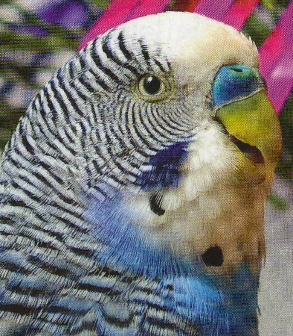 The Splendid Bourke Bird Blog: Budgerigar Parakeets, Adult or Baby ...