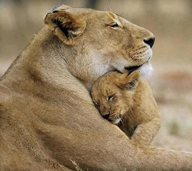 Famous Photos: A Lioness hugging her Lion cub