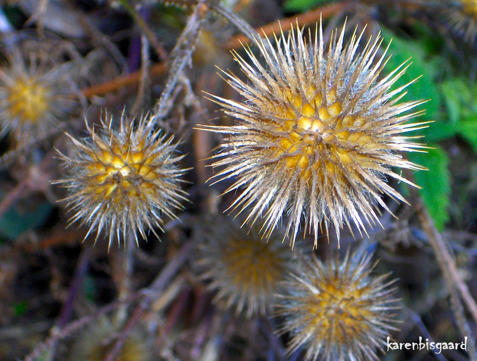 Karen`s Nature Photography: Star Shaped Seed Pods.