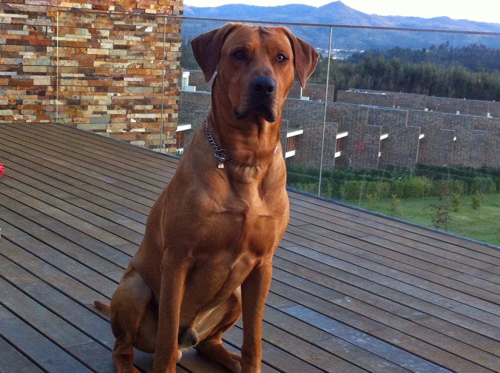 Cachorros Leão da Rodésia: O peso no Leão da Rodésia