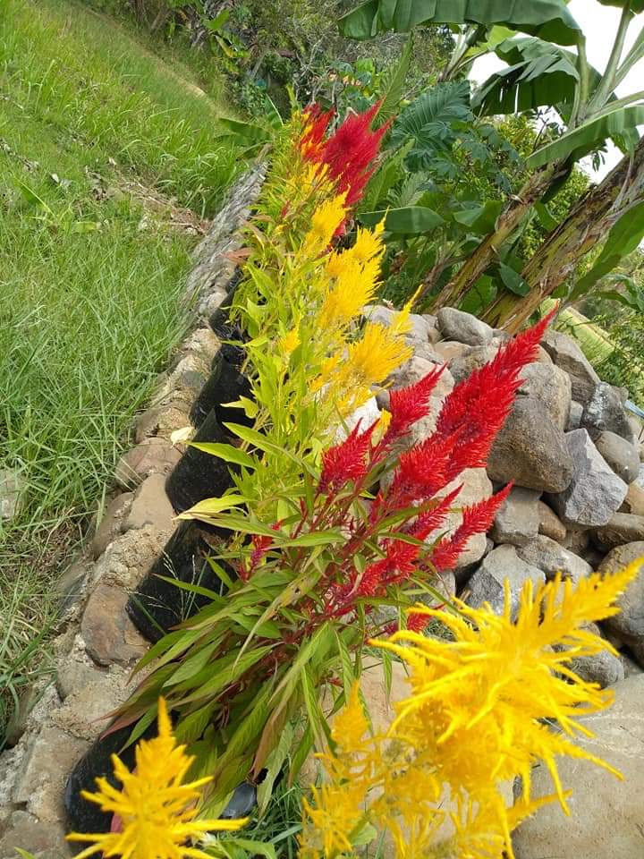 Tips Dan Trik Cara Semai Bunga Celosia - Landasan Petani