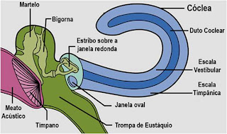 Temas Selectos de Biofísica: Audición