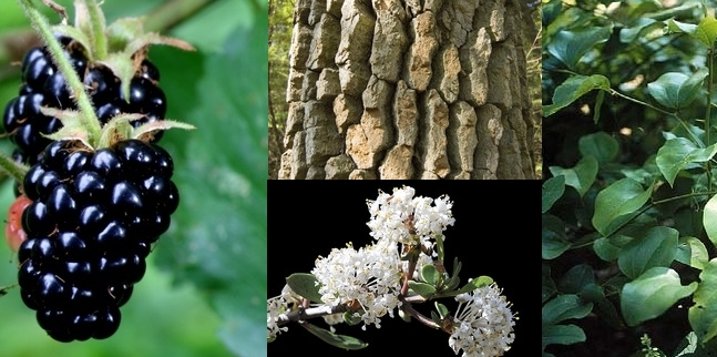 White Wolf : 12 of Nature's Most Powerful Medicinal Plants From ...