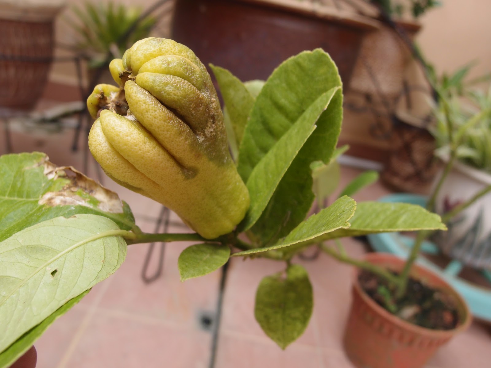 Xing Fu: MY VERY OWN BUDDHA'S HAND PLANT