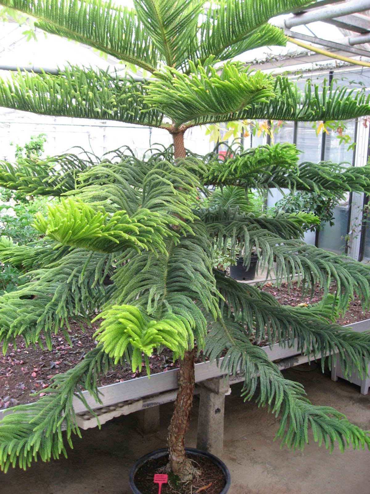 BayındırÇiçekYetiştiriciliği: Arokarya ( Araucaria heterophylla )