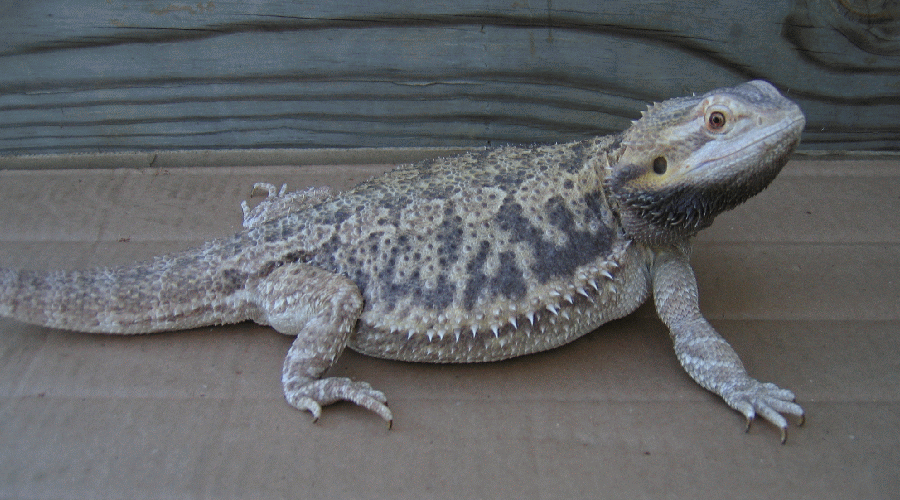 Agama Brodata Hypo Red Pastel