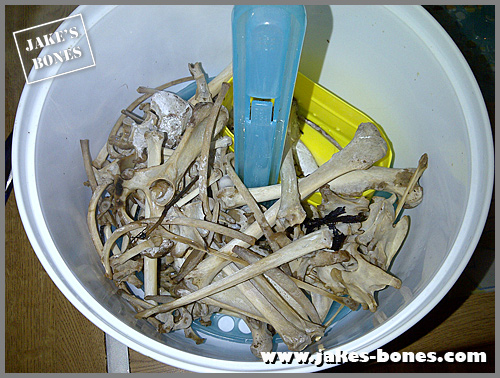 The bones that took two-and-a-half years to clean : Jake's Bones