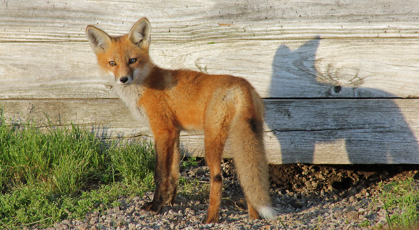 Explore Missouri: Fox Kits