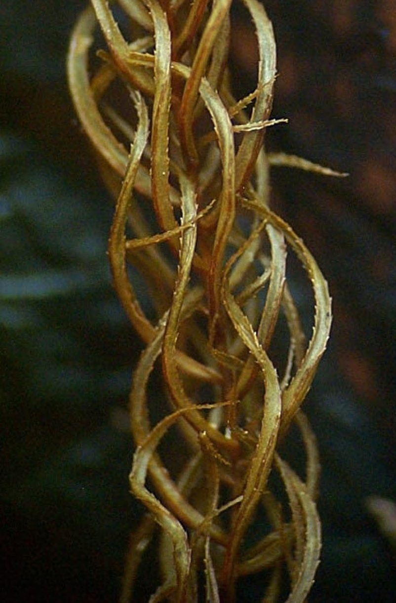 Flora de Puerto Rico Ilustrada Papo Vives: MUSGOS ORTHOTRICHACEAE ...