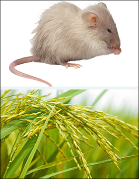 Warriortraining.co.uk: RICE and MICE for recovery.