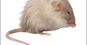 Warriortraining.co.uk: RICE and MICE for recovery.