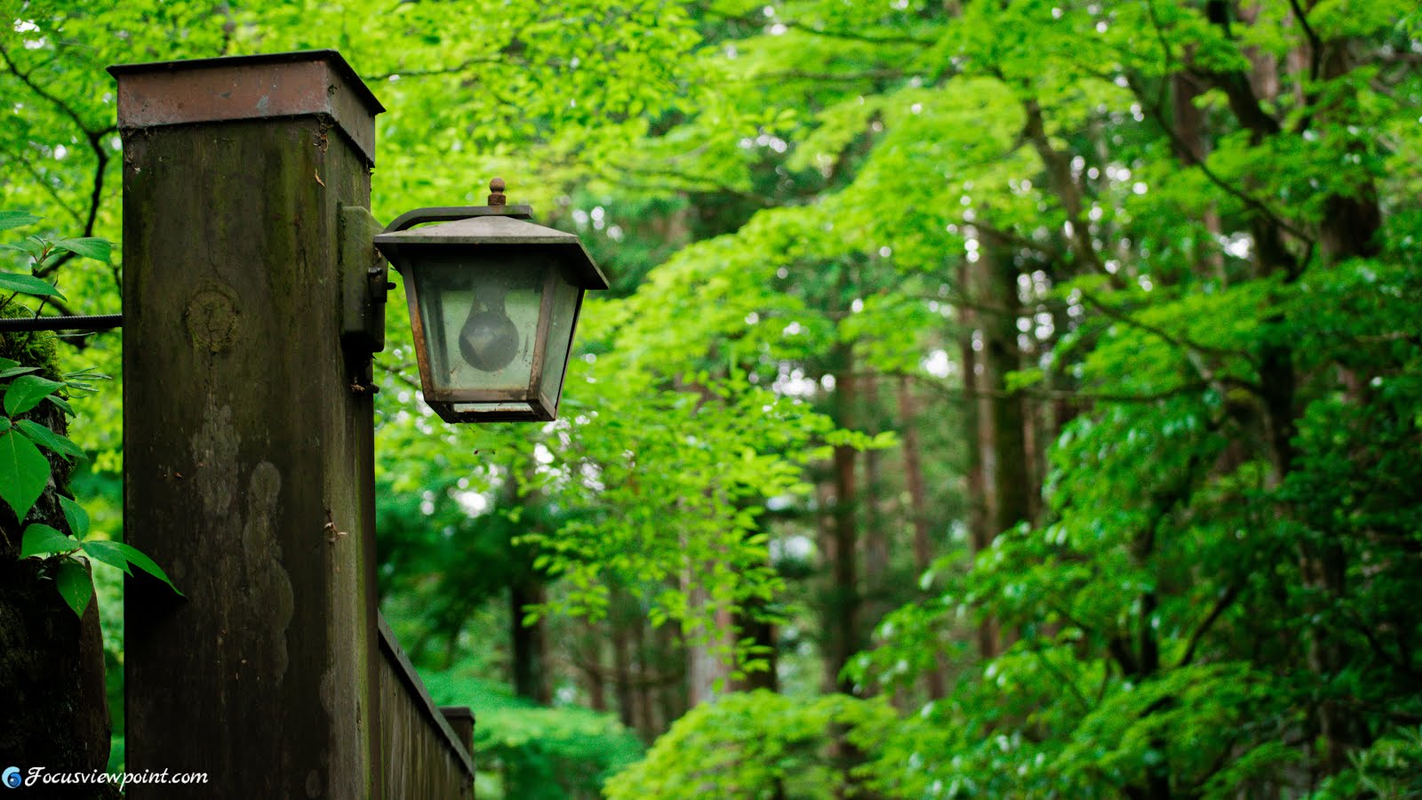Lamp post lighting the forest path | Focus Viewpoint
