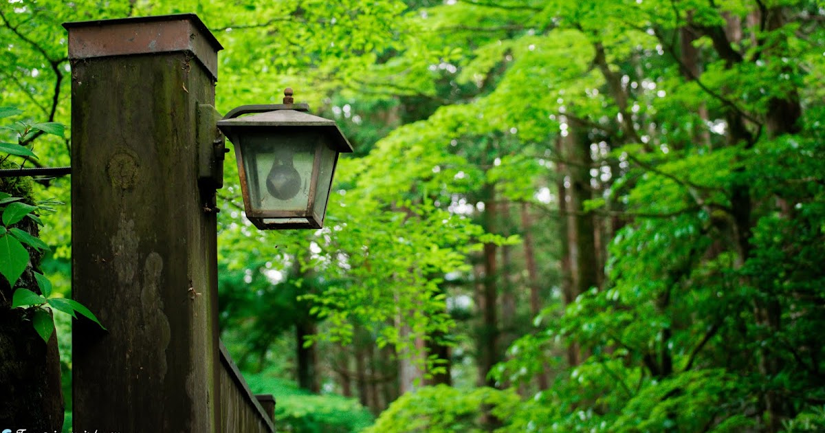 Lamp post lighting the forest path | Focus Viewpoint