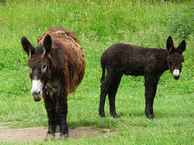 Poitou Donkey