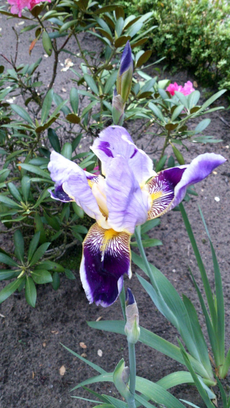 Vademecum Interesting Plants: Iris - Irys, Kosaciec (gatunki) - Lis ...