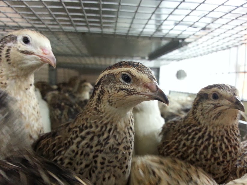 Vzreja in Reja Japonskih Prepelic: MALI OGLASI - TRENUTNO V PONUDBI