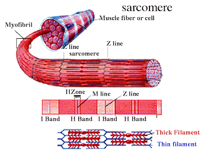 Let Them Eat Kait: Miraculous muscle molecules