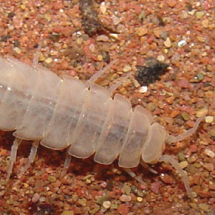 Species New to Science: [Crustacea • 2017] Xangoniscus itacarambiensis ...