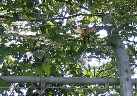 Adventure in Yokohama Citizen Forest: Unintended Consequences: Forest ...