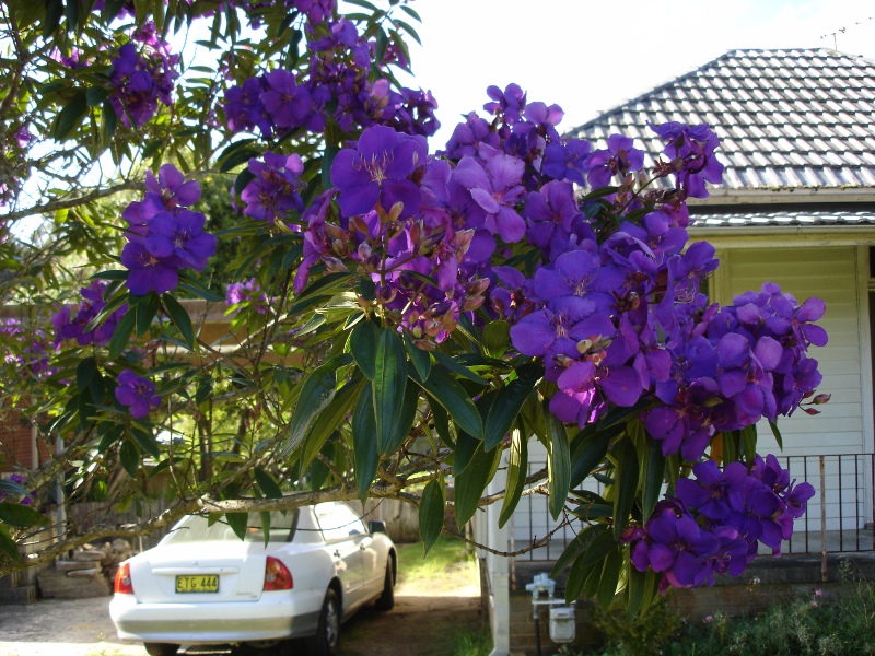 that hornsby blog: Local Lasiandra