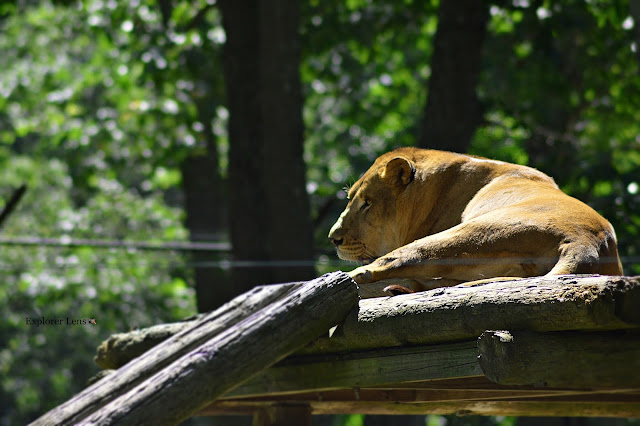 Six Flags Great Adventure Park - Safari Off-Road Adventure | Explorer Lens