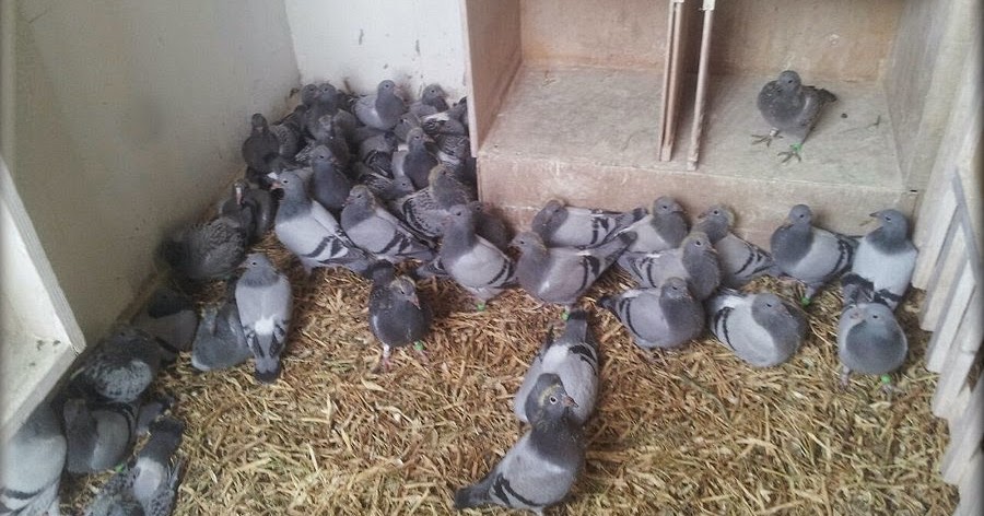 Pigeon Fever: PF 27 tot 30