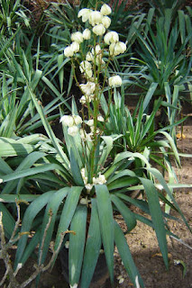 Plantas do Meu Jardim: Iuca (Yucca)