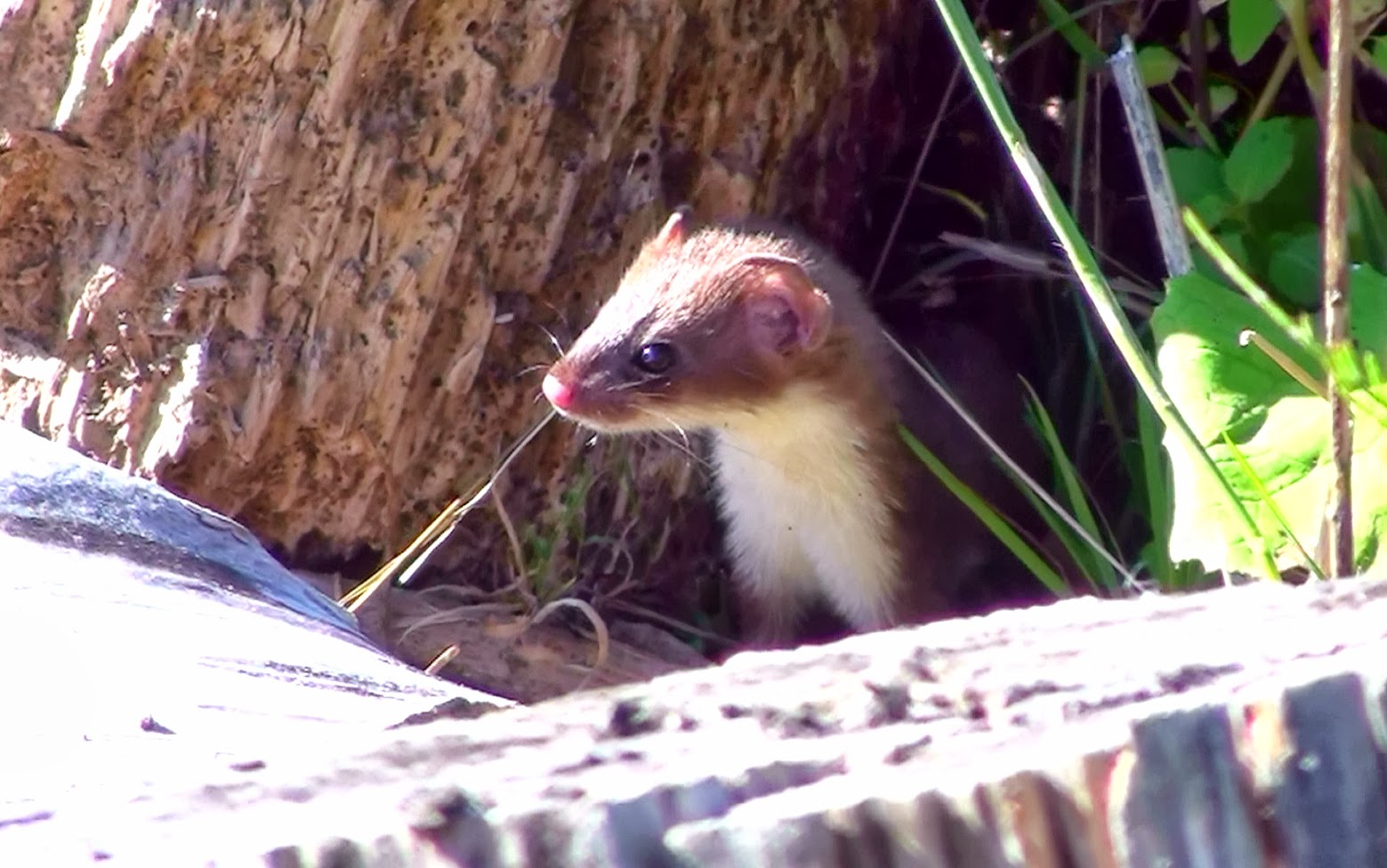 Tales From The Wilds: A Shrew, a Vole and a Weasel - Oh yes, and a ...