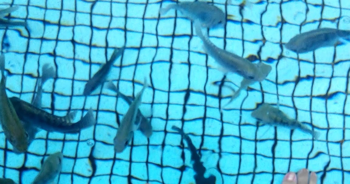 A Day in the Life: Manila Ocean Park 2016: The Fish Spa