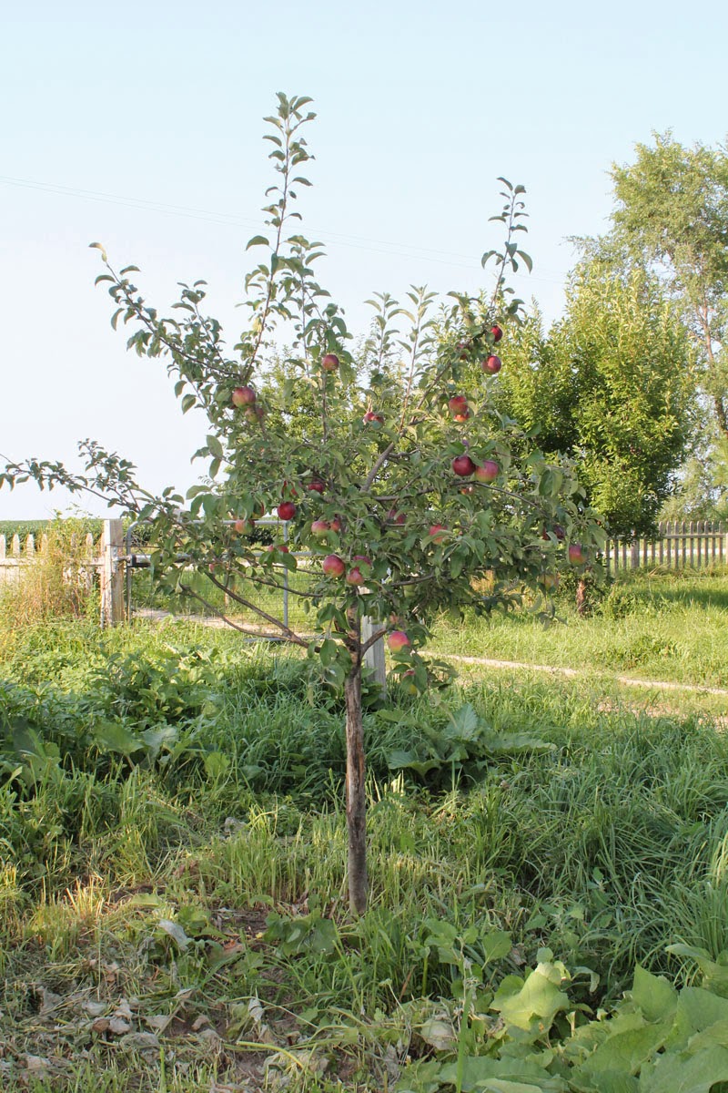 Antiquity Oaks Apples Antiquity Oaks Apples